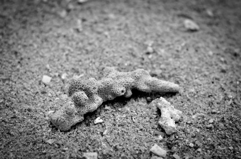 Sea Shells Lying in Coral Reef at the Beach Stock Image - Image of ...