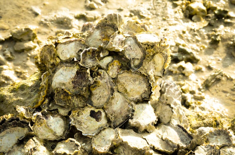 Sea Shells Lying in Coral Reef at the Beach Stock Image - Image of ...