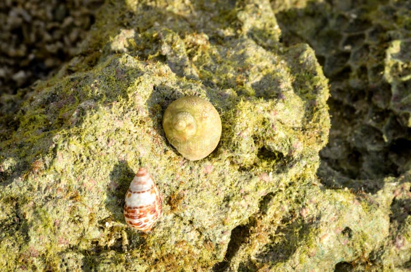 Sea Shells Lying in Coral Reef at the Beach Stock Photo - Image of ...