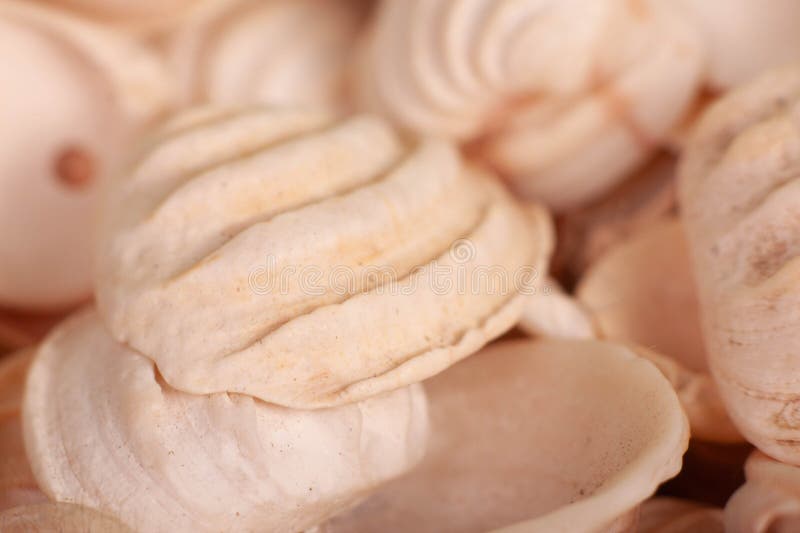Sea Shells Macro Close Up Ocean Spring Summer Stock Photo - Image of ...
