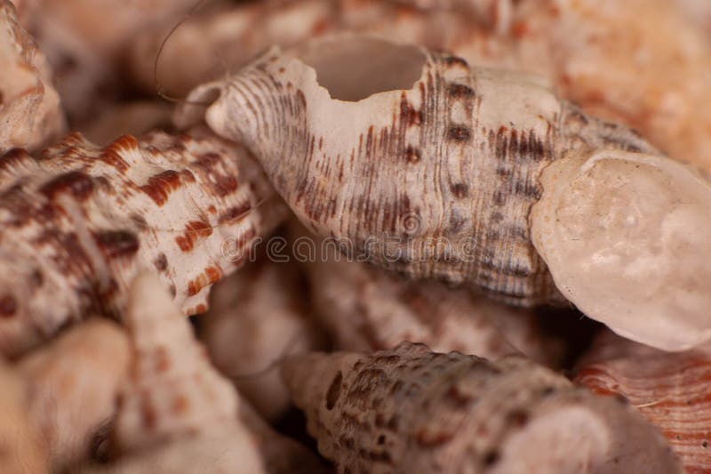 Sea Shells Macro Close Up Ocean Spring Summer Stock Photo - Image of ...