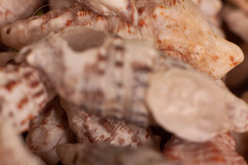 Sea Shells Macro Close Up Ocean Spring Summer Stock Photo - Image of ...