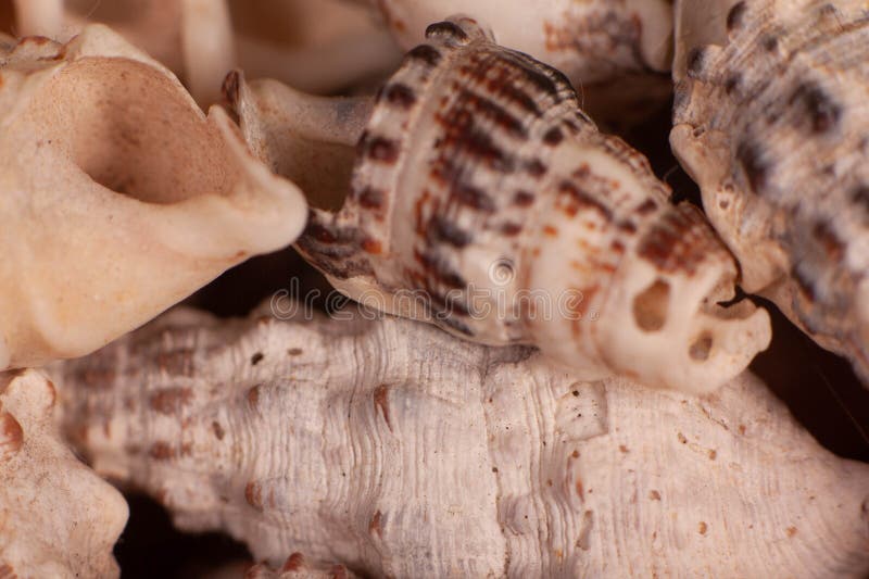 Sea Shells Macro Close Up Ocean Spring Summer Stock Image - Image of ...