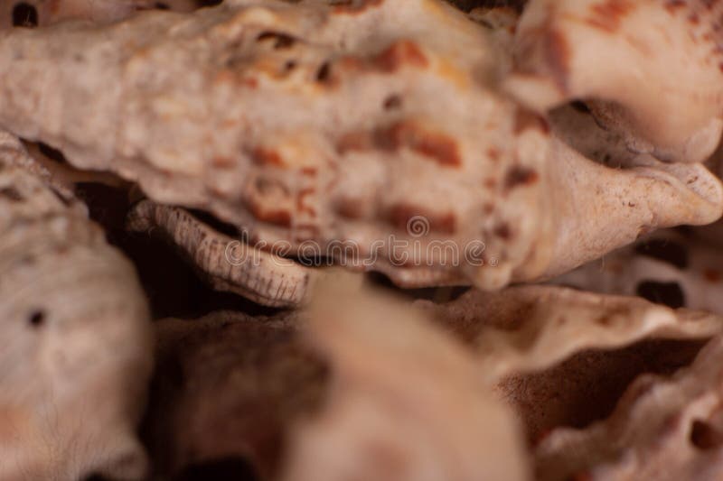Sea Shells Macro Close Up Ocean Spring Summer Stock Image - Image of ...