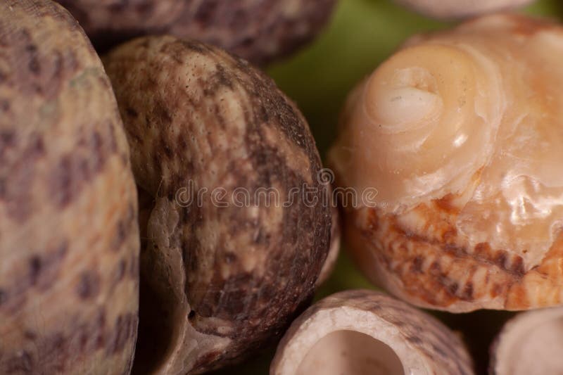 Sea Shells Macro Close Up Ocean Spring Summer Stock Photo - Image of ...