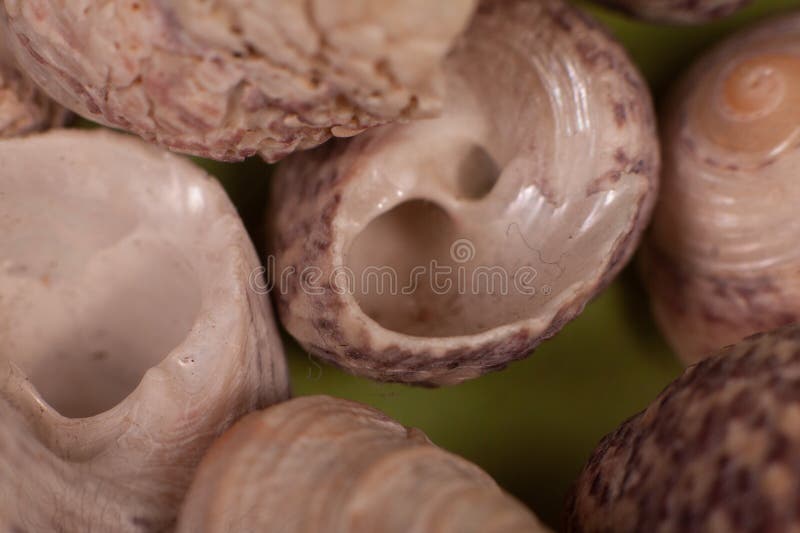 Sea Shells Macro Close Up Ocean Spring Summer Stock Photo - Image of ...
