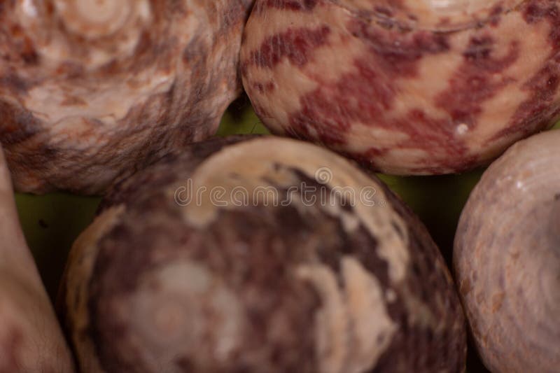 Sea Shells Macro Close Up Ocean Spring Summer Stock Image - Image of ...