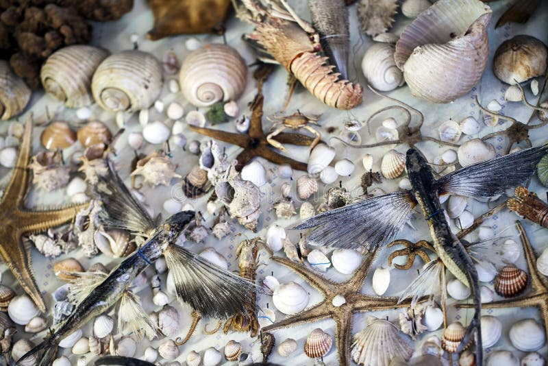 Sea Shells stock photo. Image of collection, beautiful - 90617114