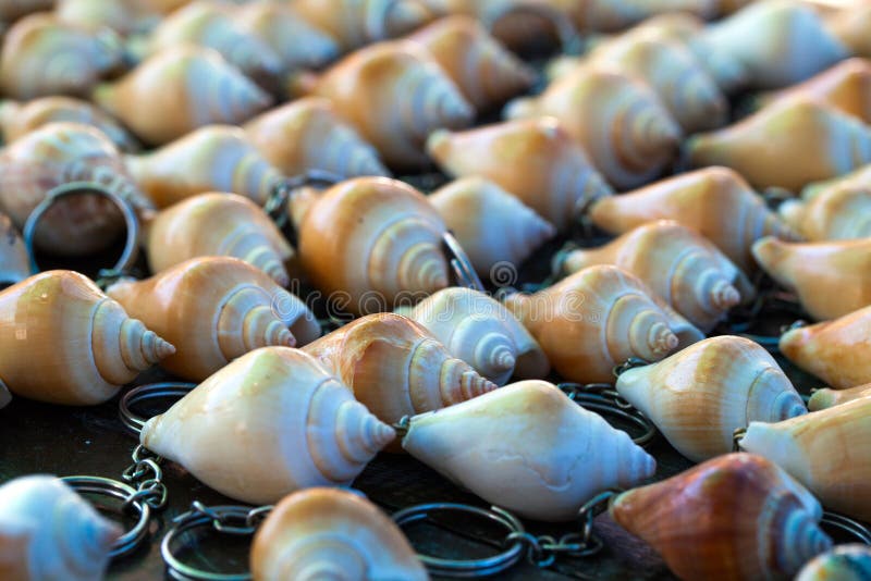 Sea Shells stock photo. Image of color, assortment, elements - 90617530