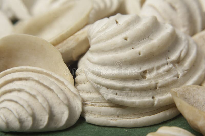 Sea Shells Macro on a Green Background Stock Image - Image of beach ...