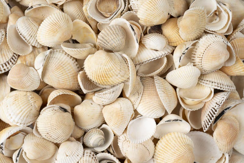 Sea Shells Macro Image with High Resolution Stock Photo - Image of ...
