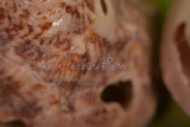 Sea Shells Macro Close Up Ocean Spring Summer Stock Photo - Image of ...