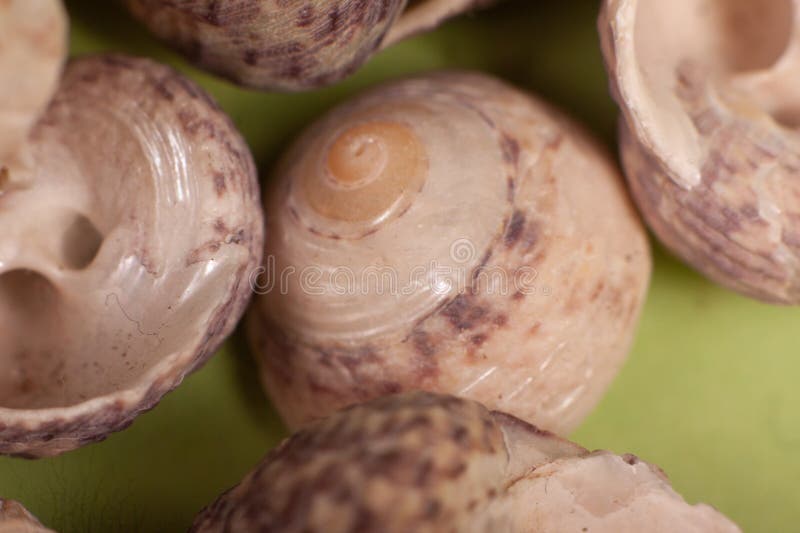 Sea Shells Macro Close Up Ocean Spring Summer Stock Image - Image of ...