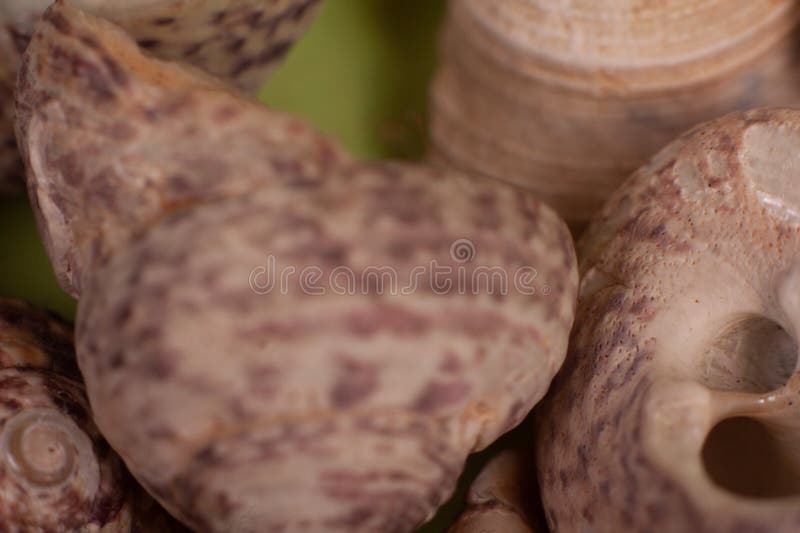Sea Shells Macro Close Up Ocean Spring Summer Stock Image - Image of ...