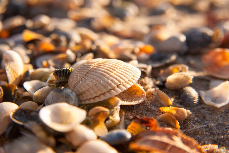 Sea shells stock photo. Image of shells, macro, morning - 75173966