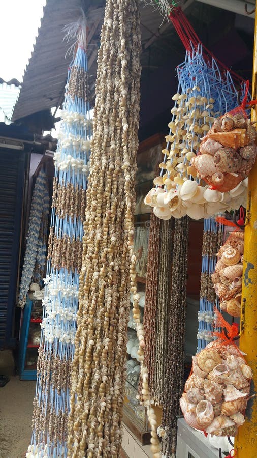 Sea shells mala stock image. Image of close, snail, mala - 105633657