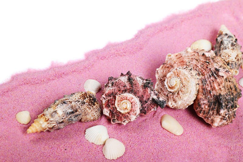 Sea shells stock photo. Image of beauty, design, travel - 30631424