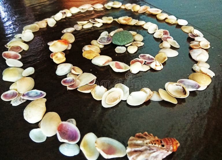 Sea shells stock image. Image of shape, size, shells - 89884691