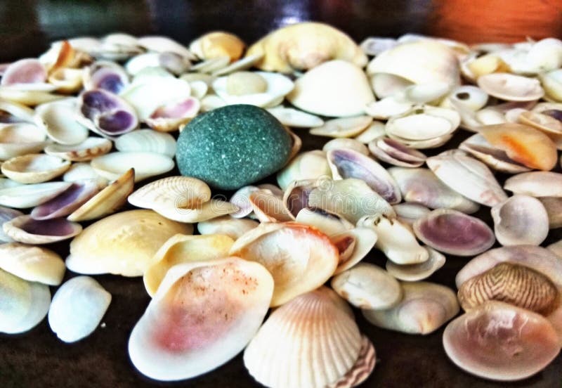 Sea shells stock photo. Image of shells, conchology, shape - 89884768