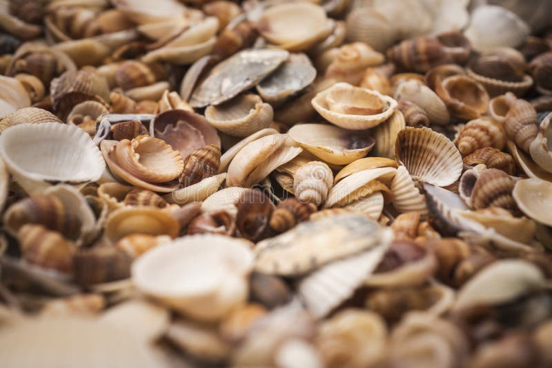 Sea Shells. Marine Mollusk Shell. Marine Background. Texture of the ...