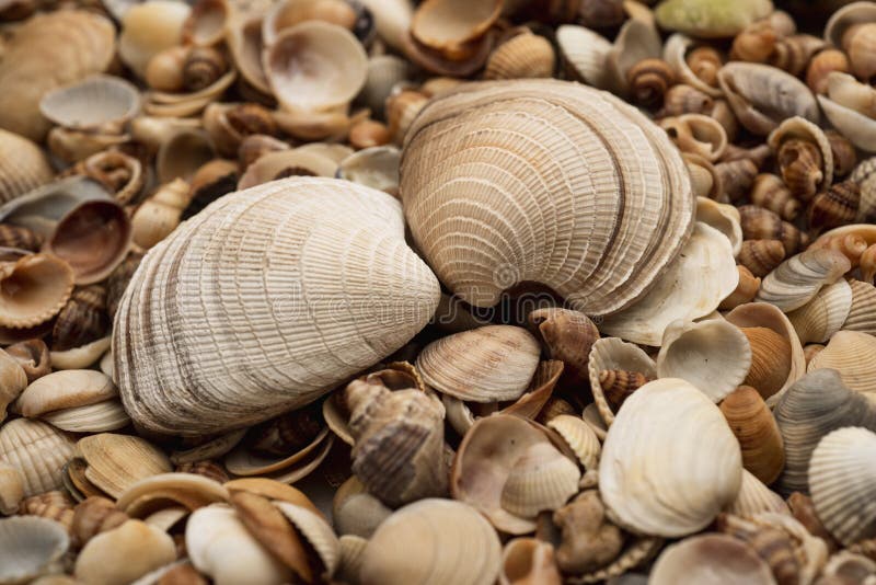 Sea Shells. Marine Mollusk Shell. Marine Background. Texture of the ...