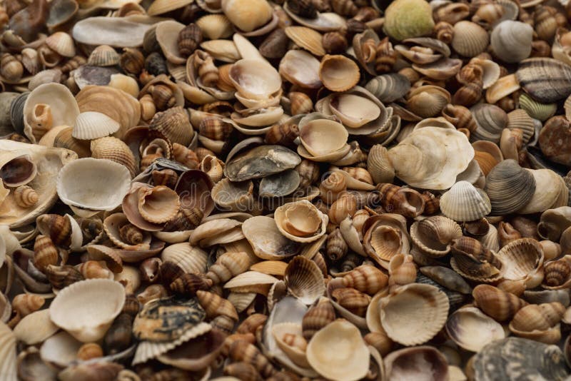 Sea Shells. Marine Mollusk Shell. Marine Background. Texture of the ...