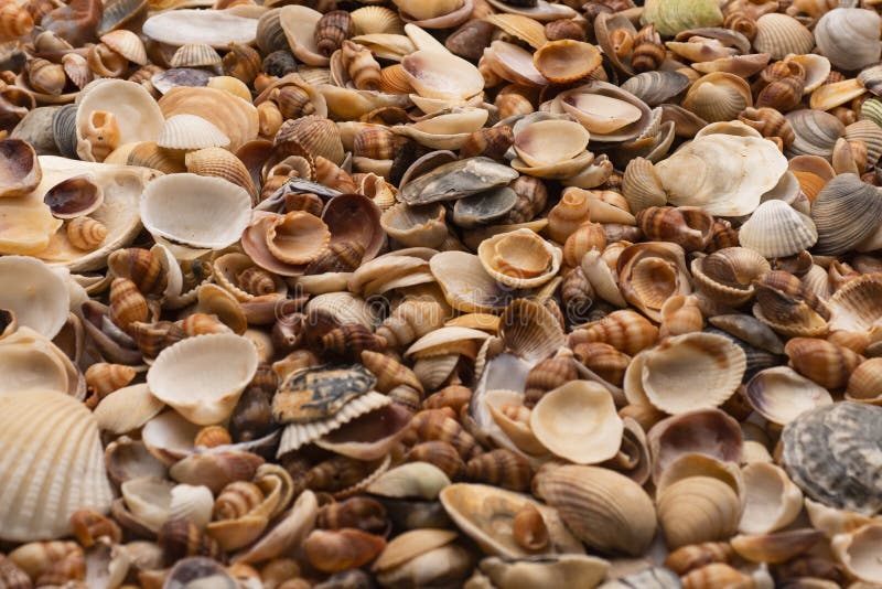 Sea Shells. Marine Mollusk Shell. Marine Background. Texture of the ...