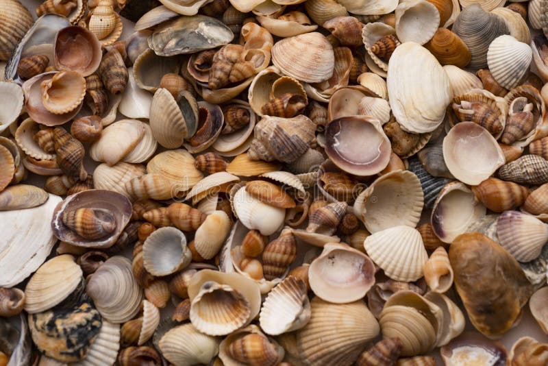 Sea Shells. Marine Mollusk Shell. Marine Background. Texture of the ...