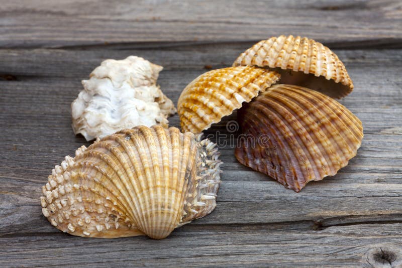 Sea Shells From The Mediterranean Sea Stock Photo - Image: 39060033