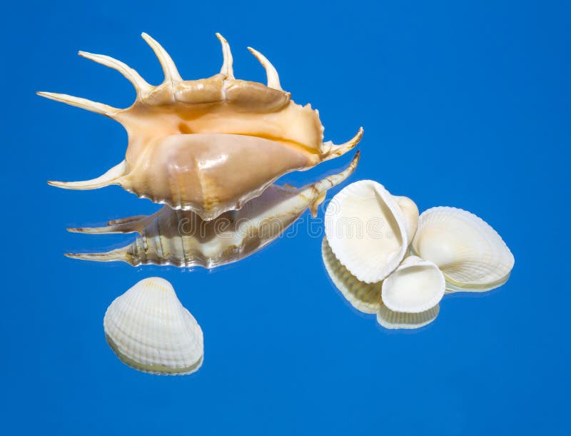 Sea shells, mirror stock photo. Image of travel, nature - 58159396