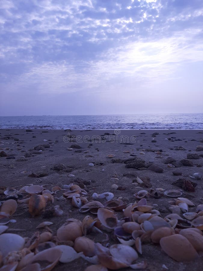 Sea shells more stock photo. Image of water, shells - 180147618