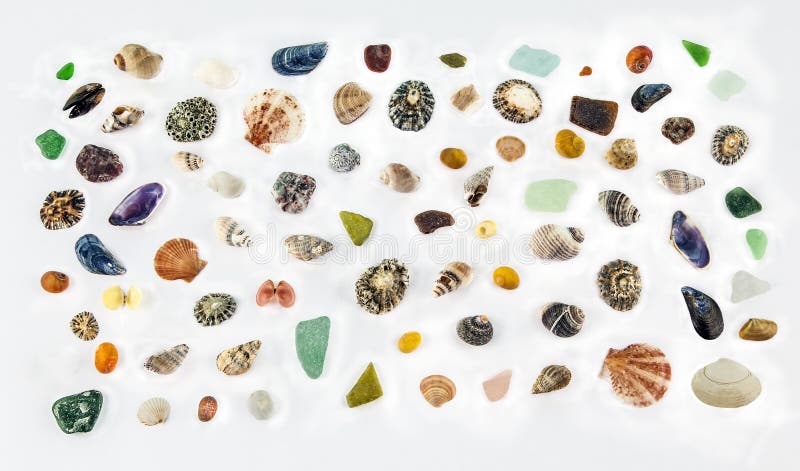 Sea Shells N More Seashells! Stock Photo - Image of isolated, lots ...