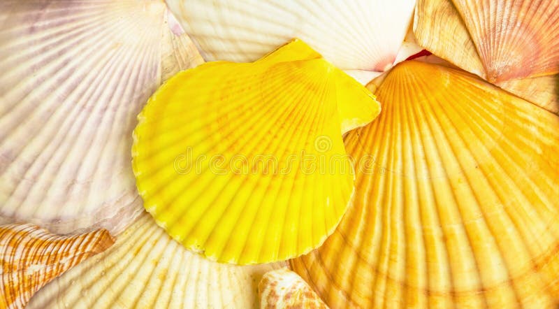 Sea shells natural texture stock photo. Image of detailed - 239995096