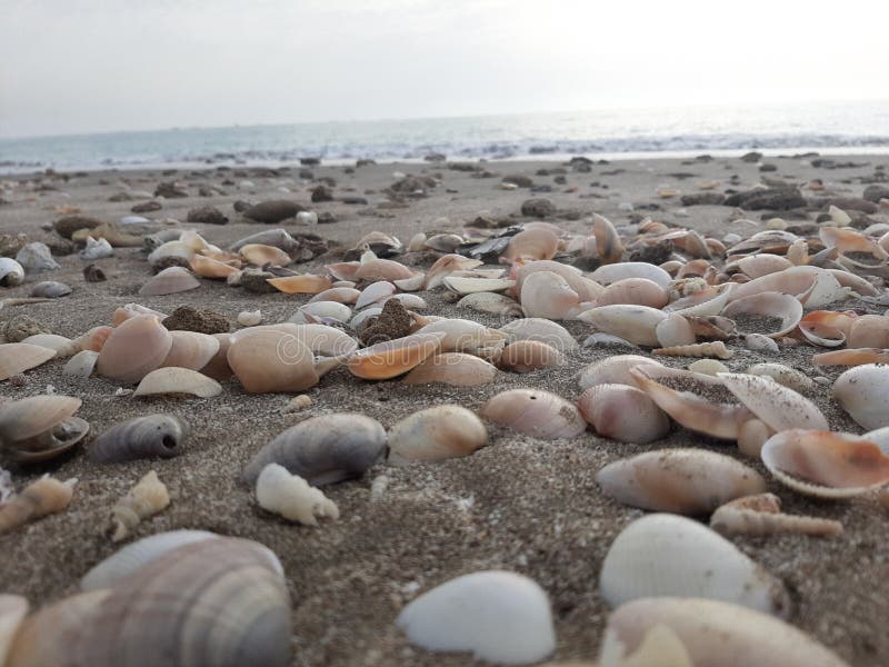 Sea shells stock photo. Image of wight, shells, nature - 180006650