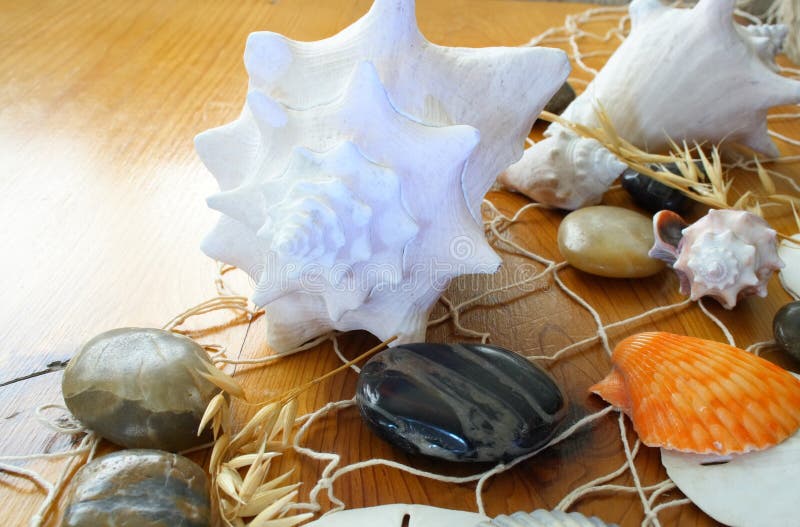 Sea shells and net stock image. Image of ocean, wooden - 11486963