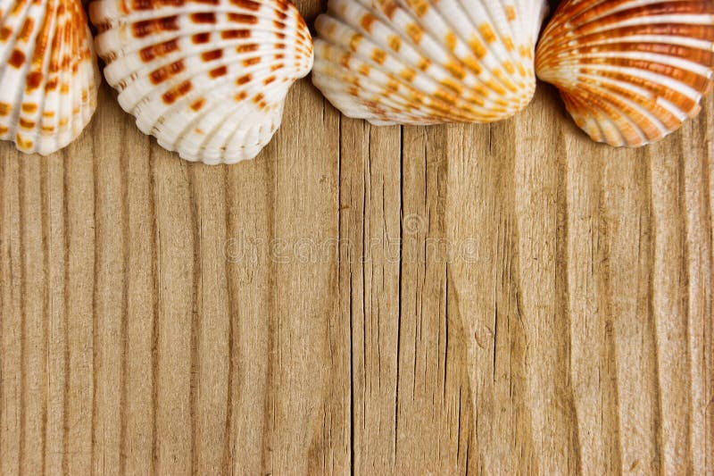 Sea shells stock image. Image of beautiful, seashell - 32838293