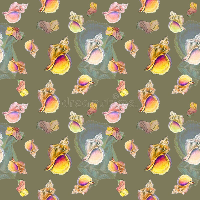 Olive Shells Stock Illustrations – 73 Olive Shells Stock Illustrations ...