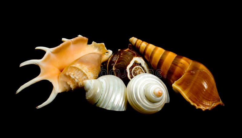 Sea shells stock image. Image of colors, shellfish, collection - 3305219