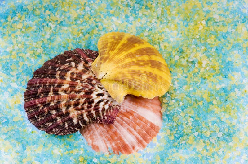 Sea Shells Over Salt Grains. Stock Image - Image of grain, bath: 4191125