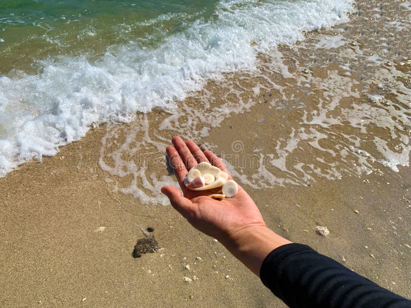 Sea Shells on the Palm of Hand on the Beach Stock Photo - Image of ...