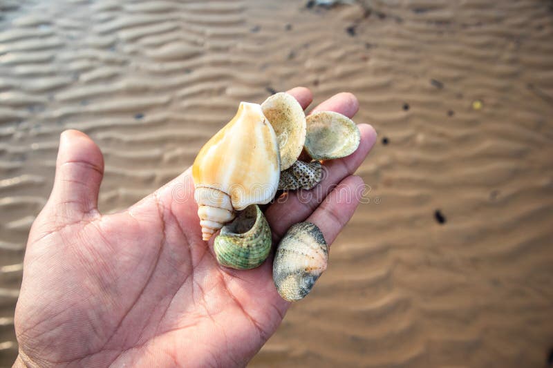 Sea Shells in Palms on the Beach Stock Image - Image of decoration ...