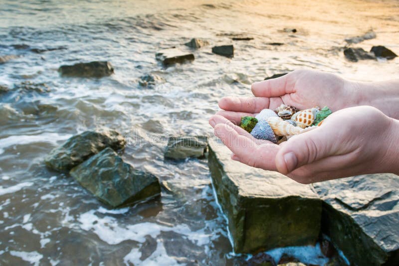 Shells in the hands 2 stock photo. Image of hand, shells - 119106844