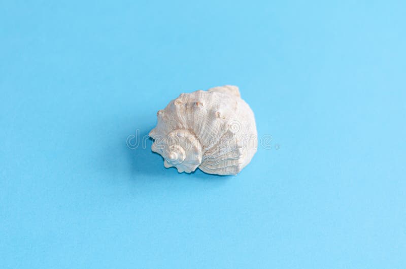 Sea Shells on a Pastel Blue Background. Summer Concept, Tourism, Flat ...
