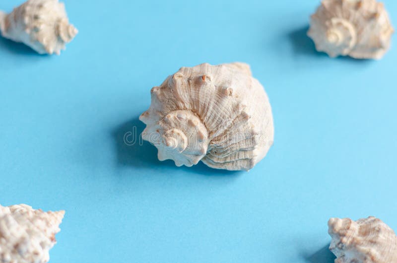 Sea Shells on a Pastel Blue Background. Summer Concept, Tourism, Flat ...