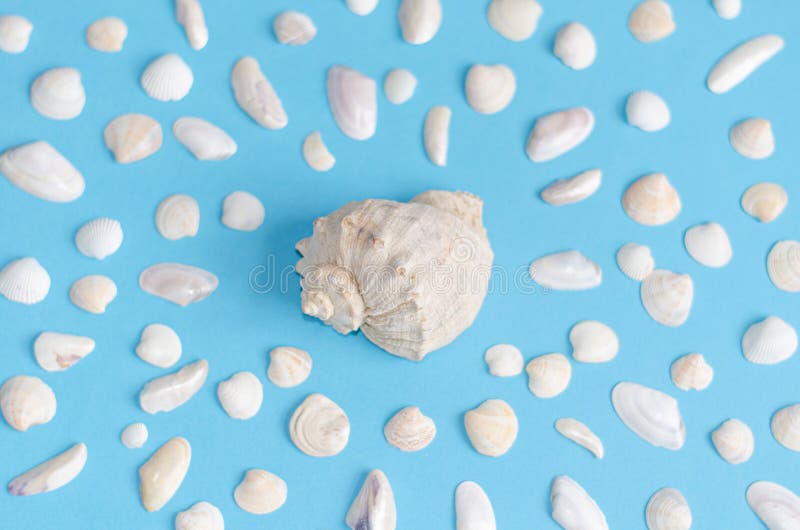 Sea Shells on a Pastel Blue Background. Summer Concept, Tourism, Flat ...