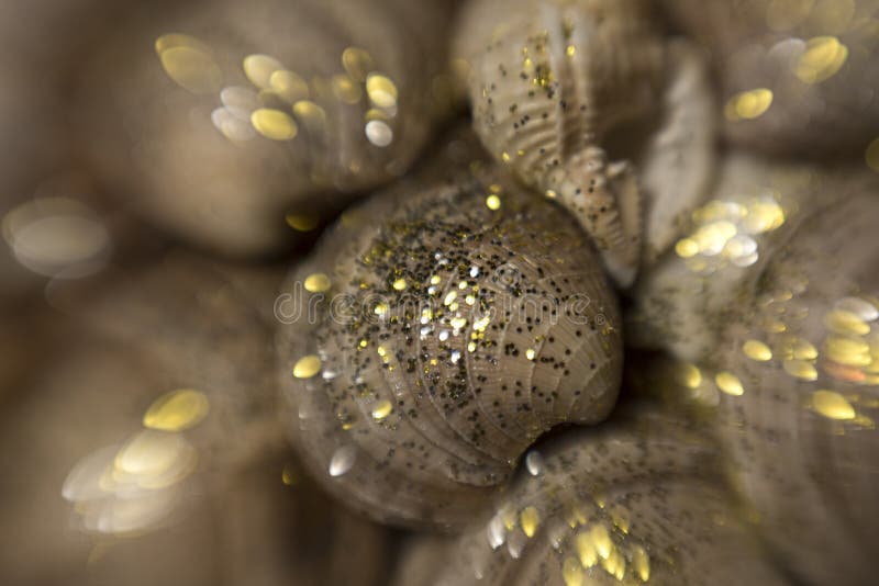 Sea Shells Pattern for Design. Seashells for Summer Advertising. Marine ...