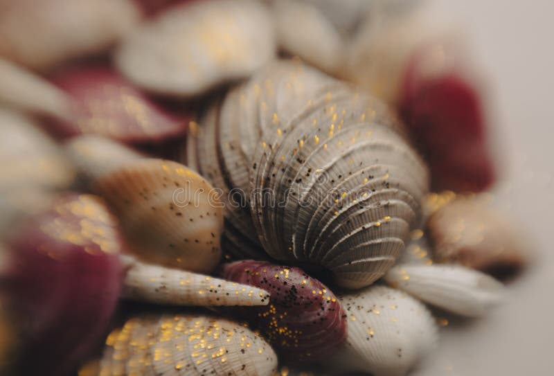 Sea Shells Pattern. Seashell Background. Sea Shells Collection. Marine ...