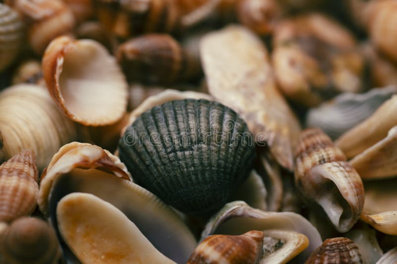 Sea Shells Pattern. Seashell Background. Ocean Shells. Seashells ...