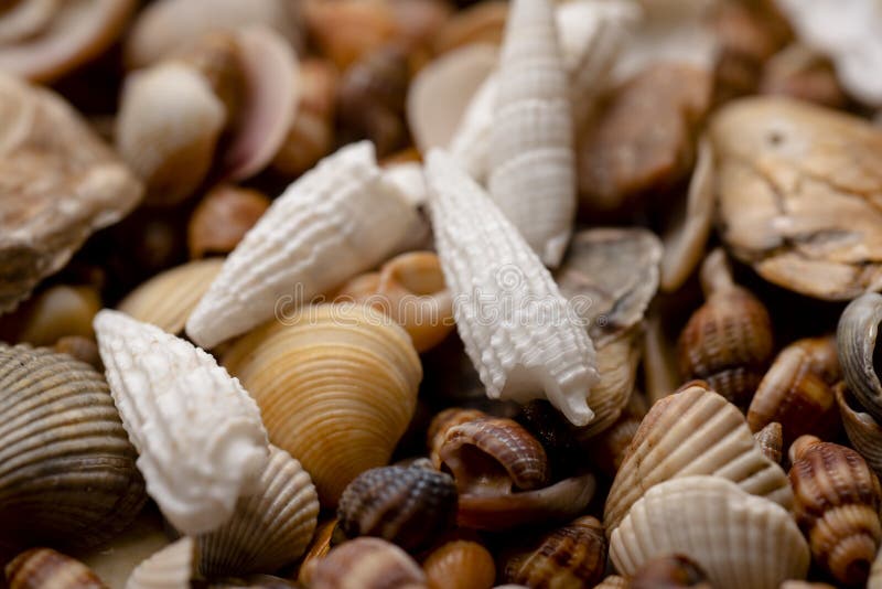 Sea Shells Pattern. Seashells for Wallpaper. Colorful Shells Texture ...