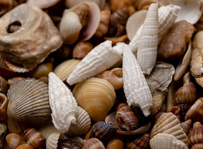 Sea Shells Pattern. Seashells for Wallpaper. Colorful Shells Texture ...